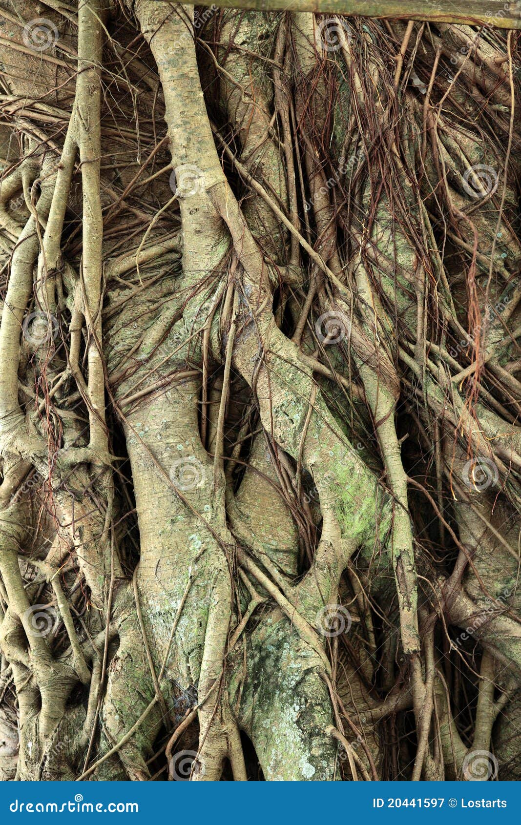 Tangled tree roots stock image. Image of aerial, philippines - 20441597