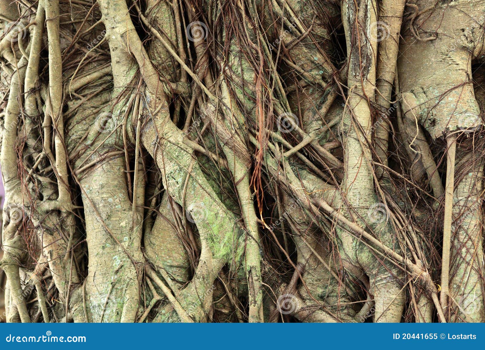 Tangled tree roots stock image. Image of background, ancient - 20441655