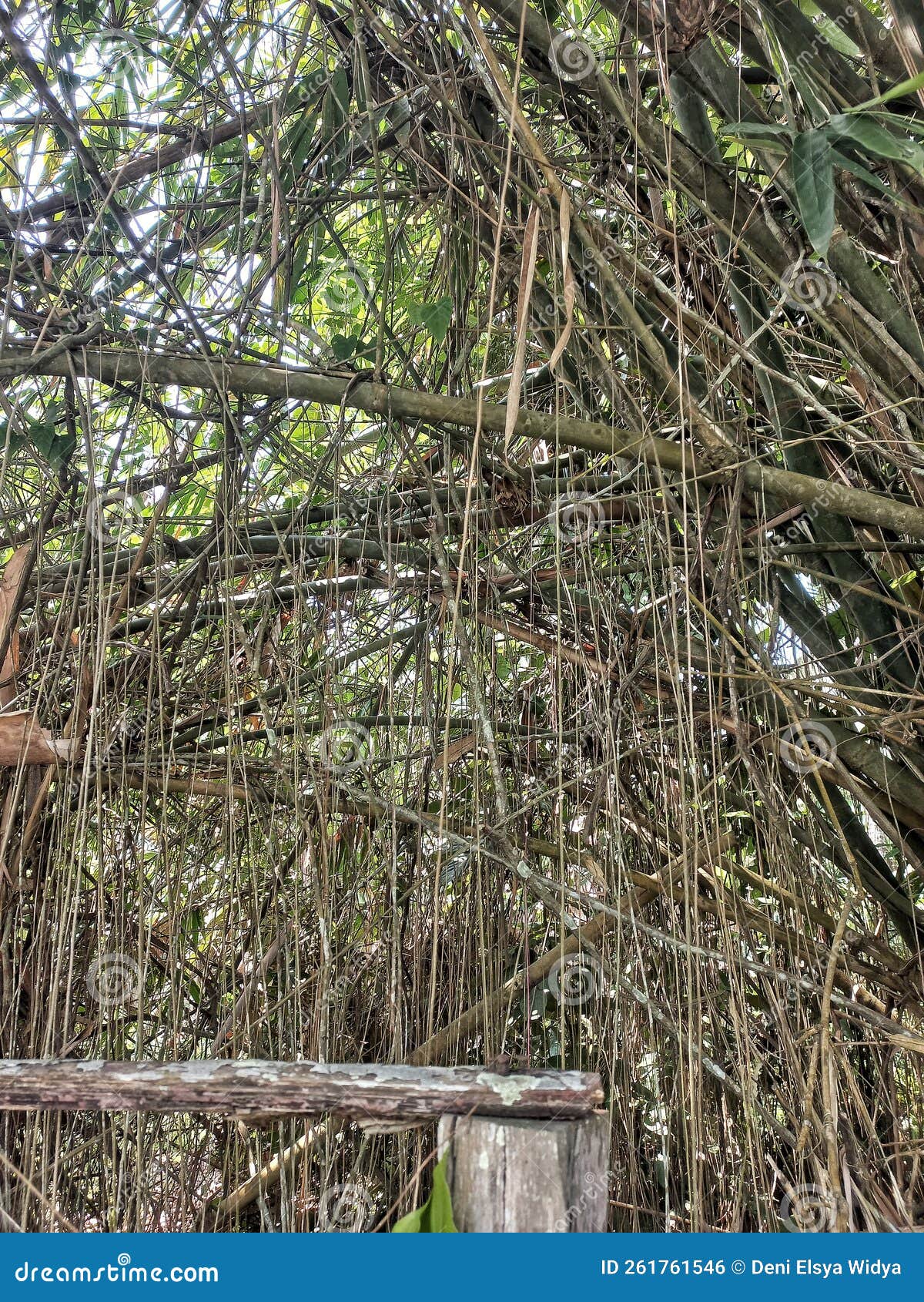 Tangled tree roots stock photo. Image of wetland, wildlife - 261761546