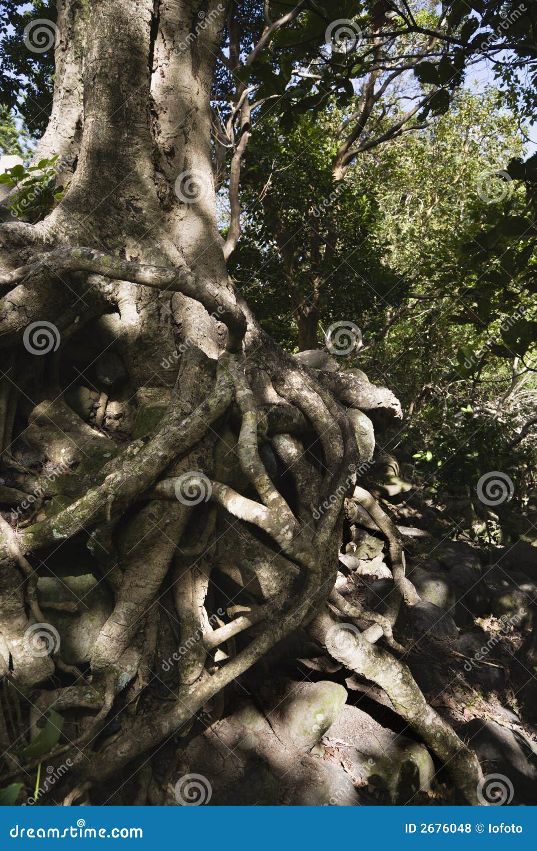 Tangled tree roots stock photo. Image of growth, color - 2676048