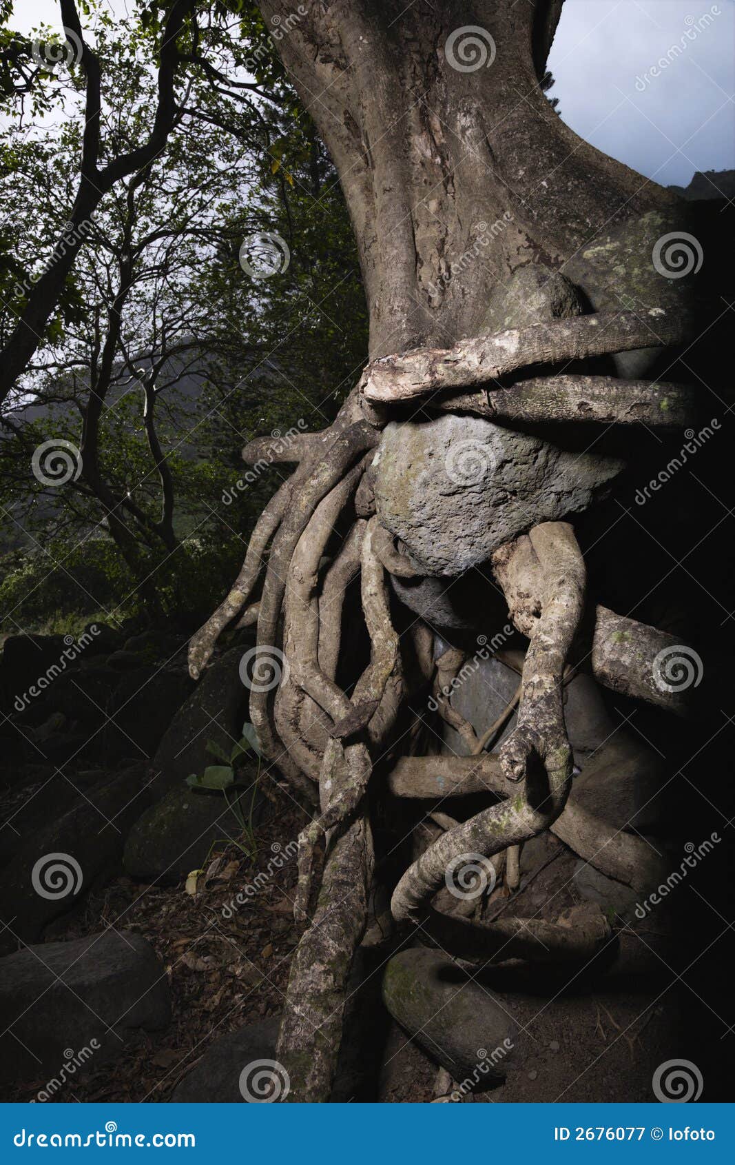 Tangled tree roots stock image. Image of roots, valley - 2676077