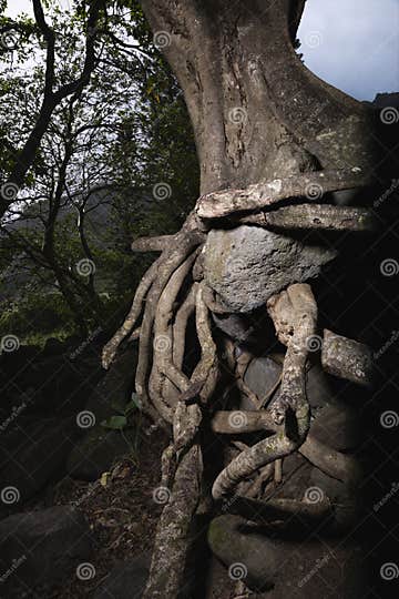 Tangled tree roots stock image. Image of roots, valley - 2676077