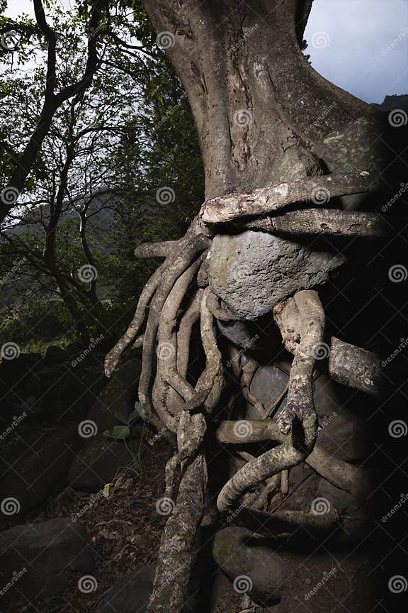 Tangled tree roots stock image. Image of roots, valley - 2676077