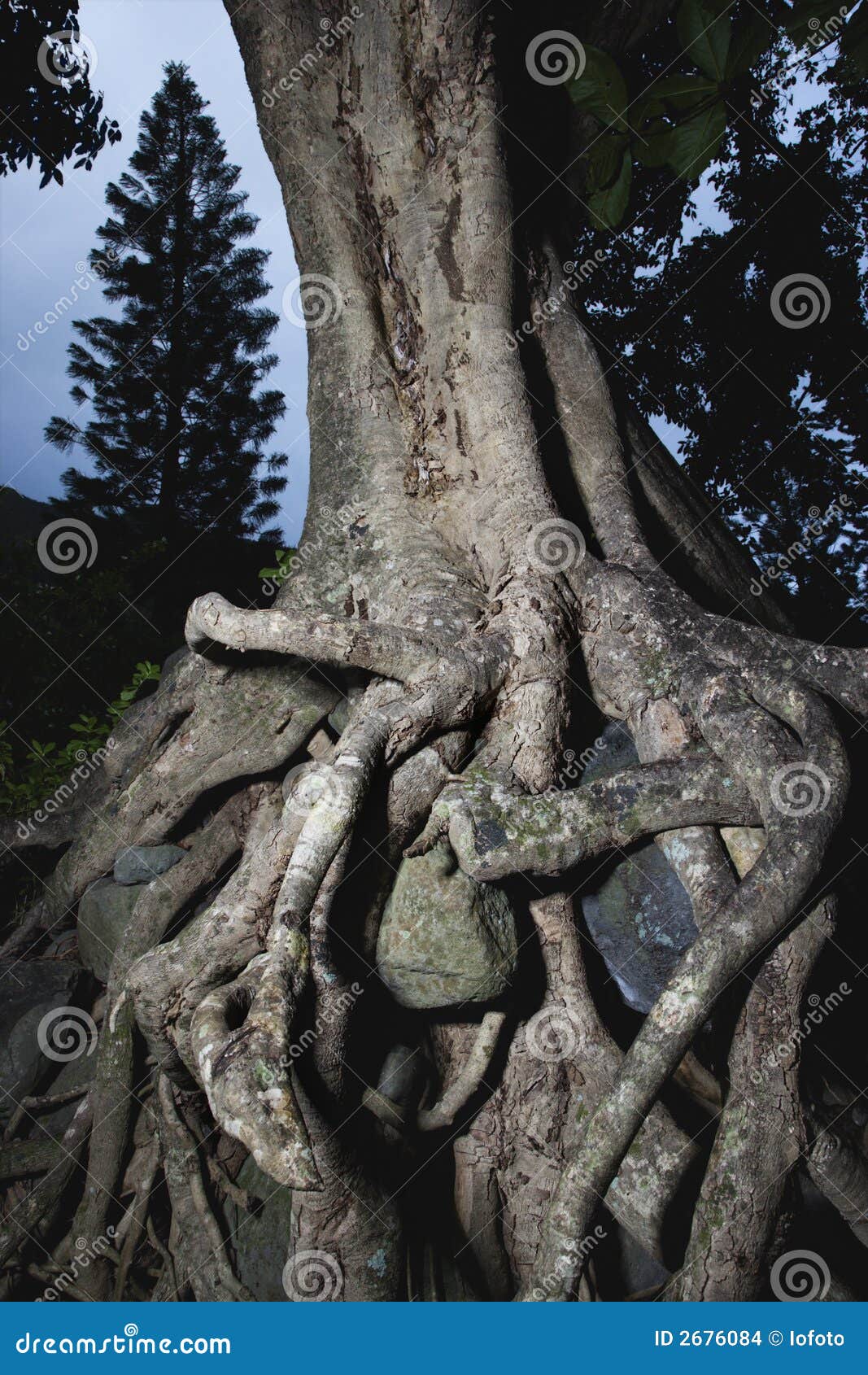 Tangled Tree Roots Stock Photo | CartoonDealer.com #2676084