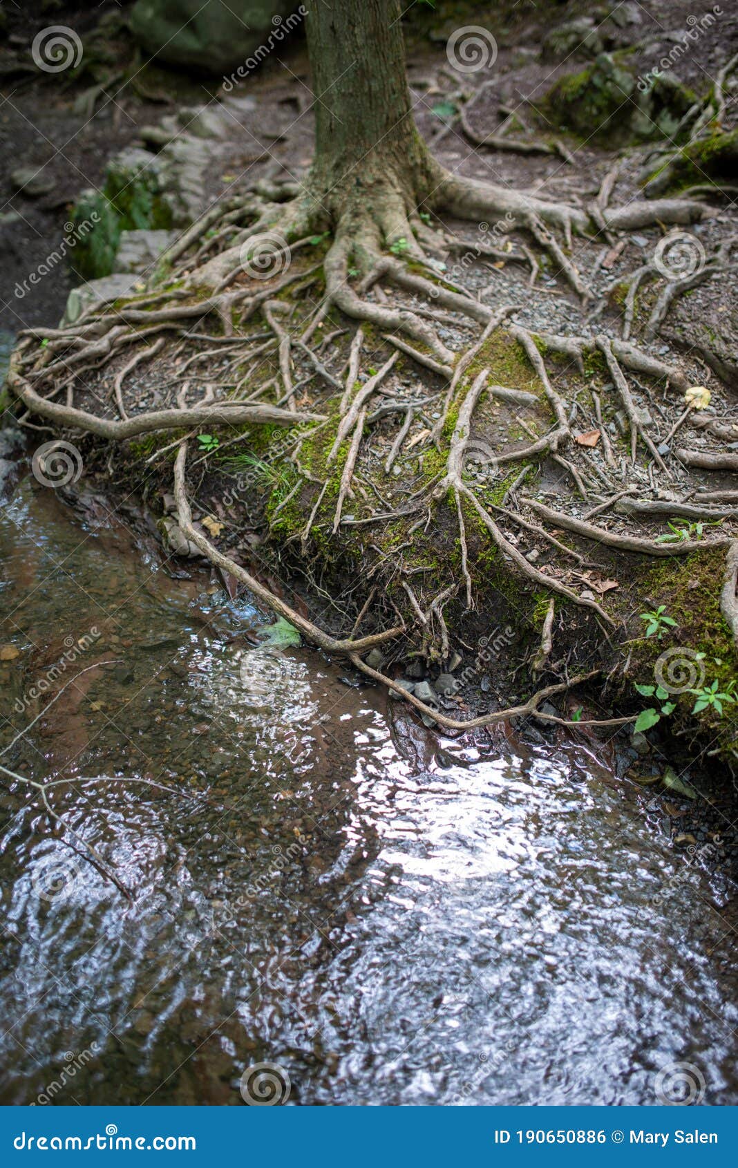 Tangled Tree Roots by Forest Stream. Stock Photo - Image of blurred ...