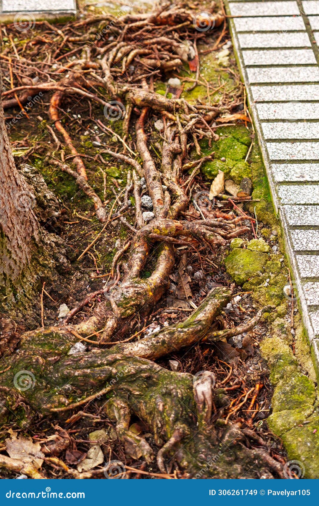 Tangled Tree Roots Grow within the Stone Frame of a Sidewalk Stock ...