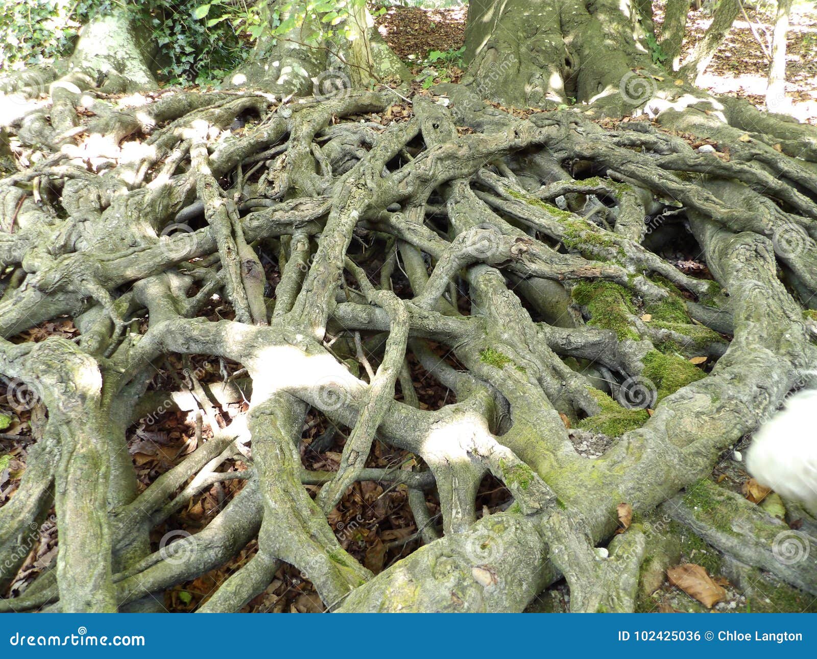 Tree roots stock photo. Image of growth, photograph - 102425036