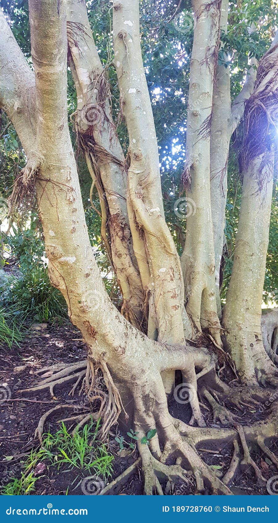 Tangled Tree Roots Stock Photo | CartoonDealer.com #2676084