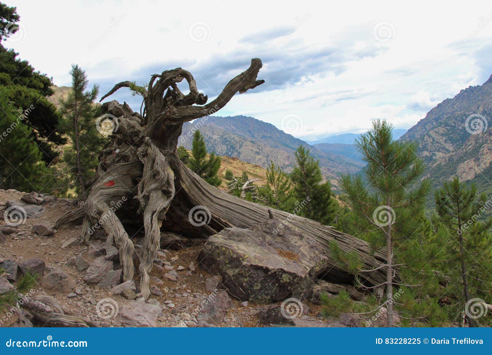 Tangled Tree Roots And Trunks In The Shade Stock Photography ...
