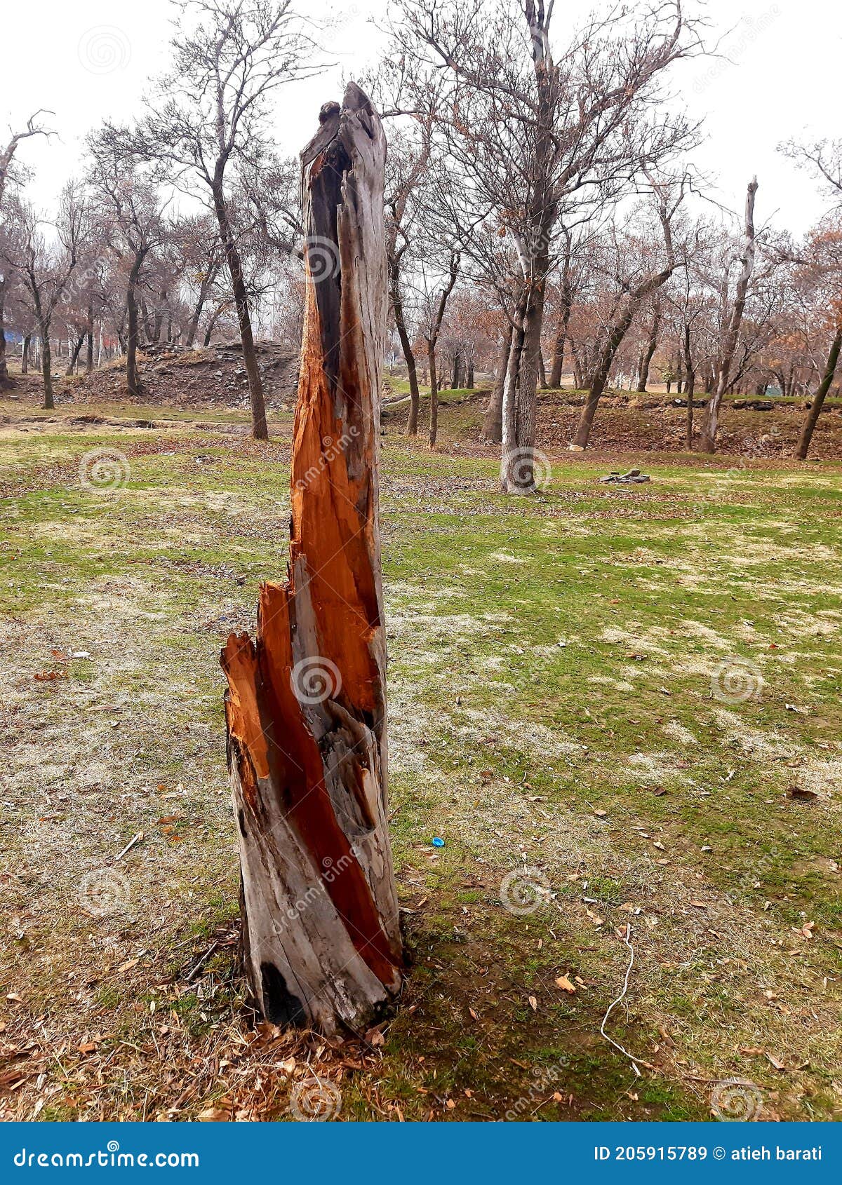 Tangled tree trunk stock image. Image of nature, wood - 205915789