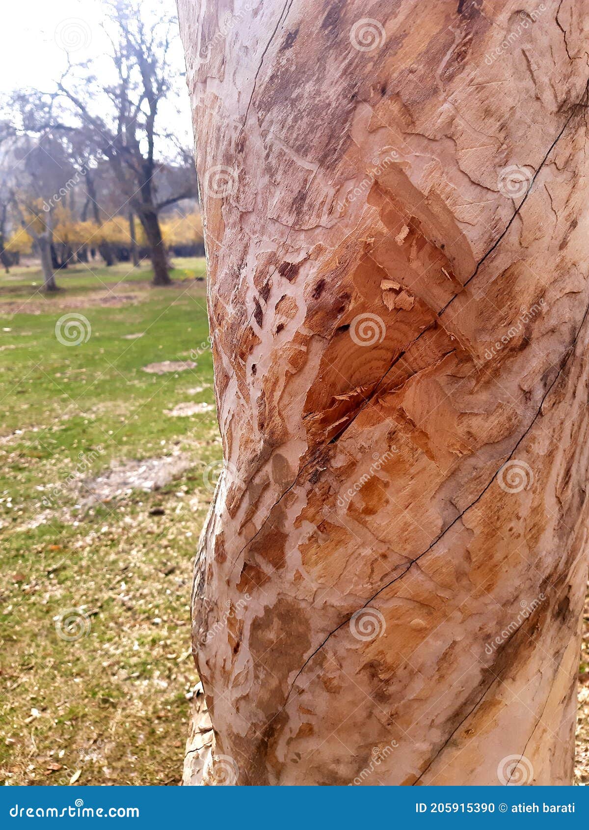 Tangled tree trunk stock photo. Image of terrain, cliff - 205915390