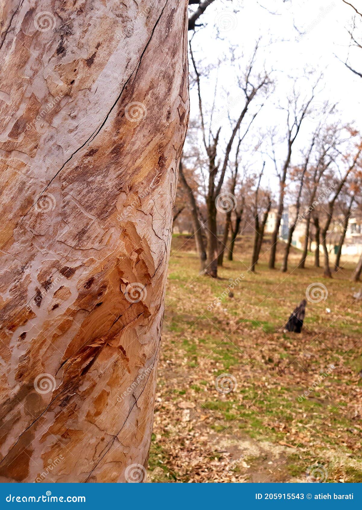 Tangled tree trunk stock image. Image of branch, autumn - 205915543