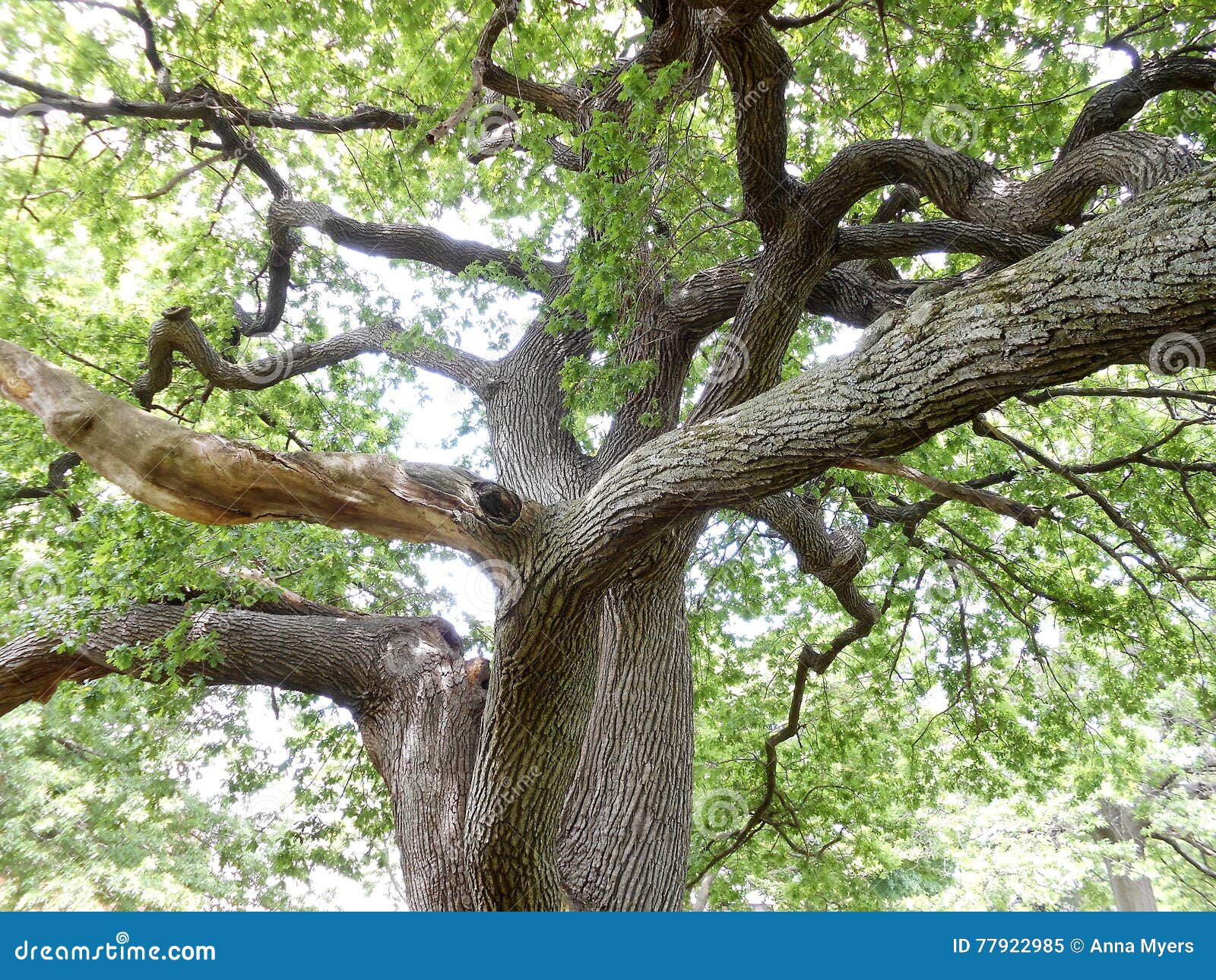 Tangled Tree stock image. Image of trees, twisted, tree - 77922985