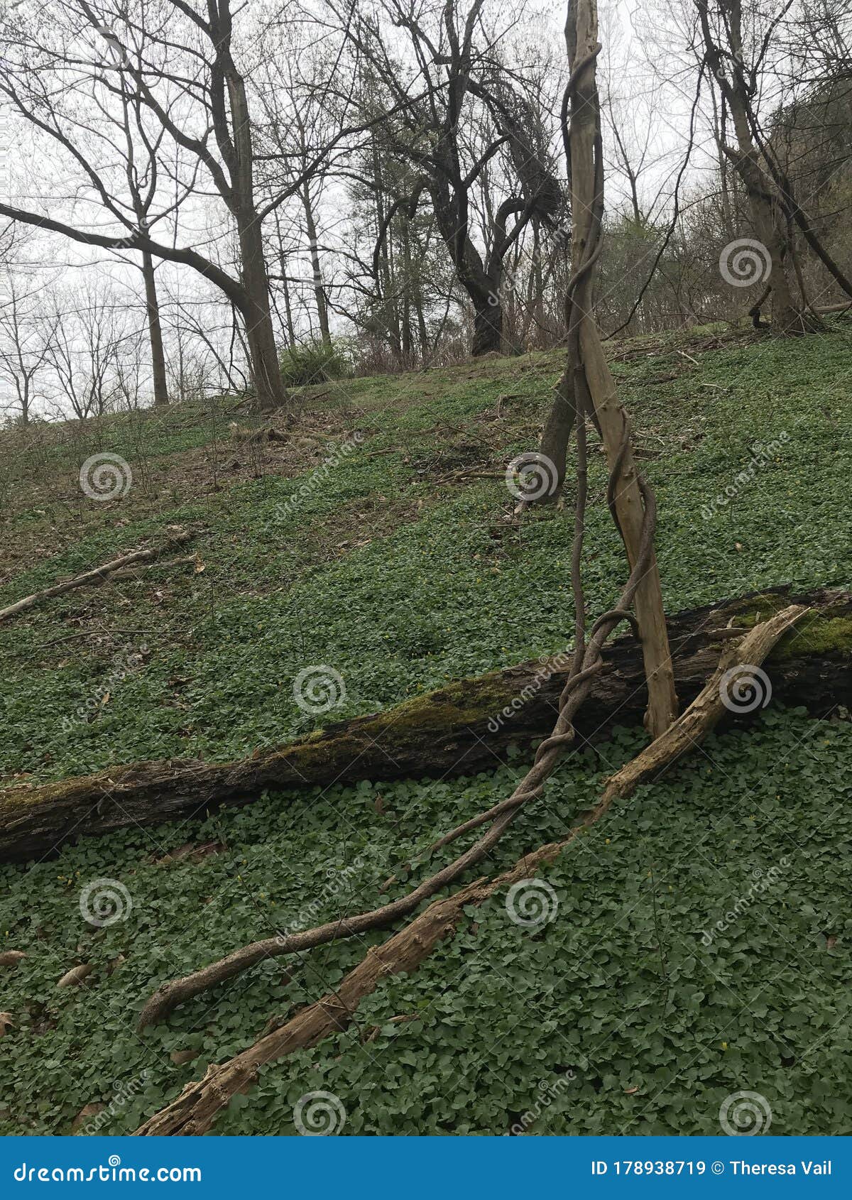 Tangled tree stock image. Image of tree, tangled, ground - 178938719