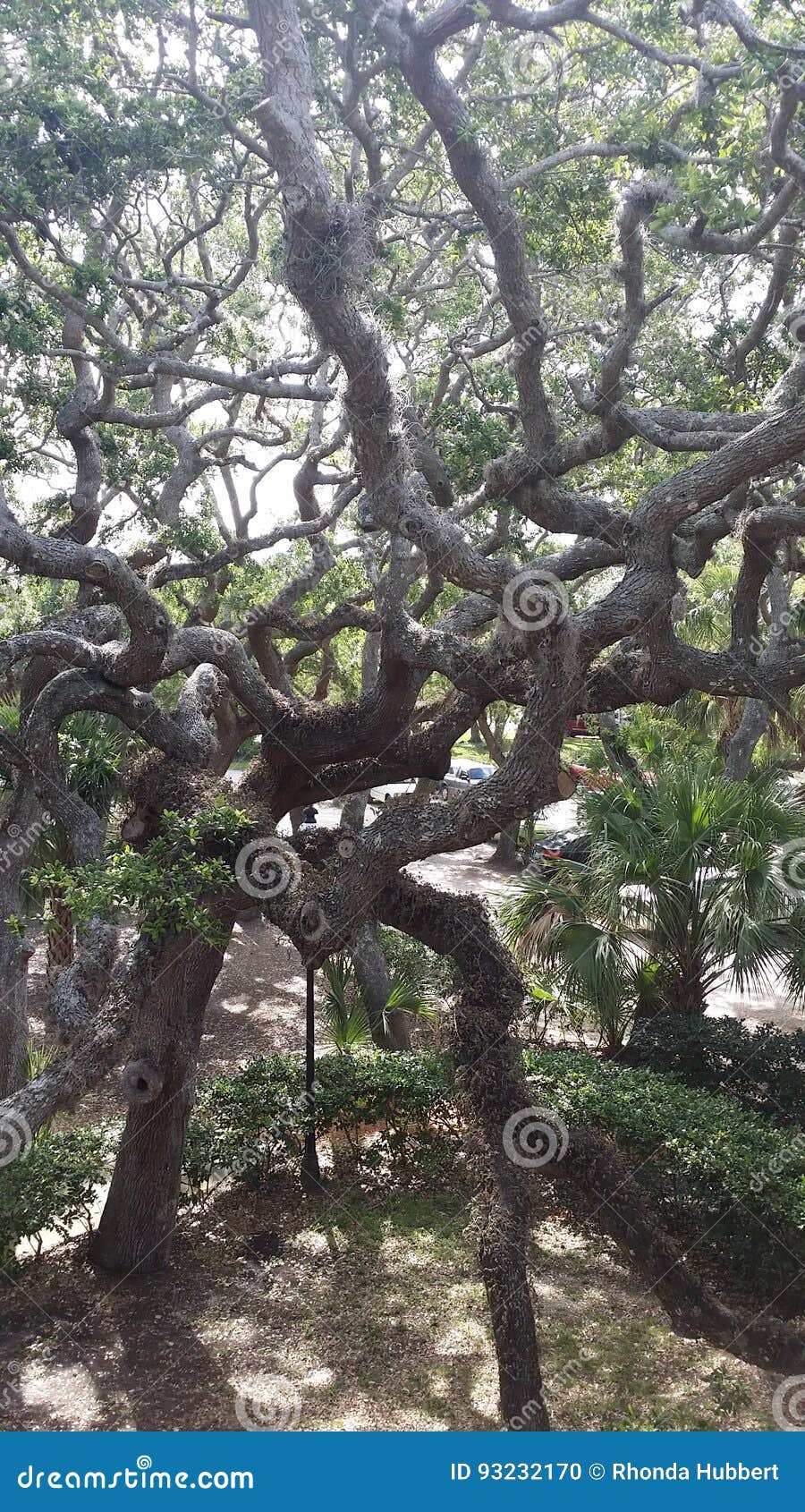 Tangled Trees stock photo. Image of natural, tangled - 93232170