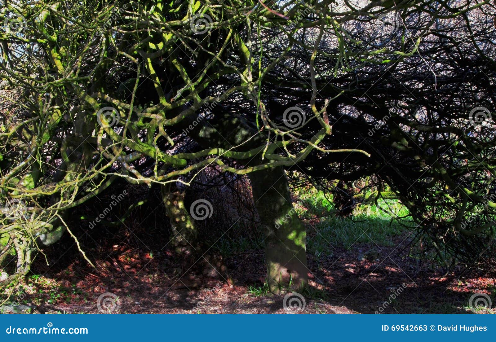 Tangled and Twisted Branches of Wind Swept Trees Stock Image - Image of ...