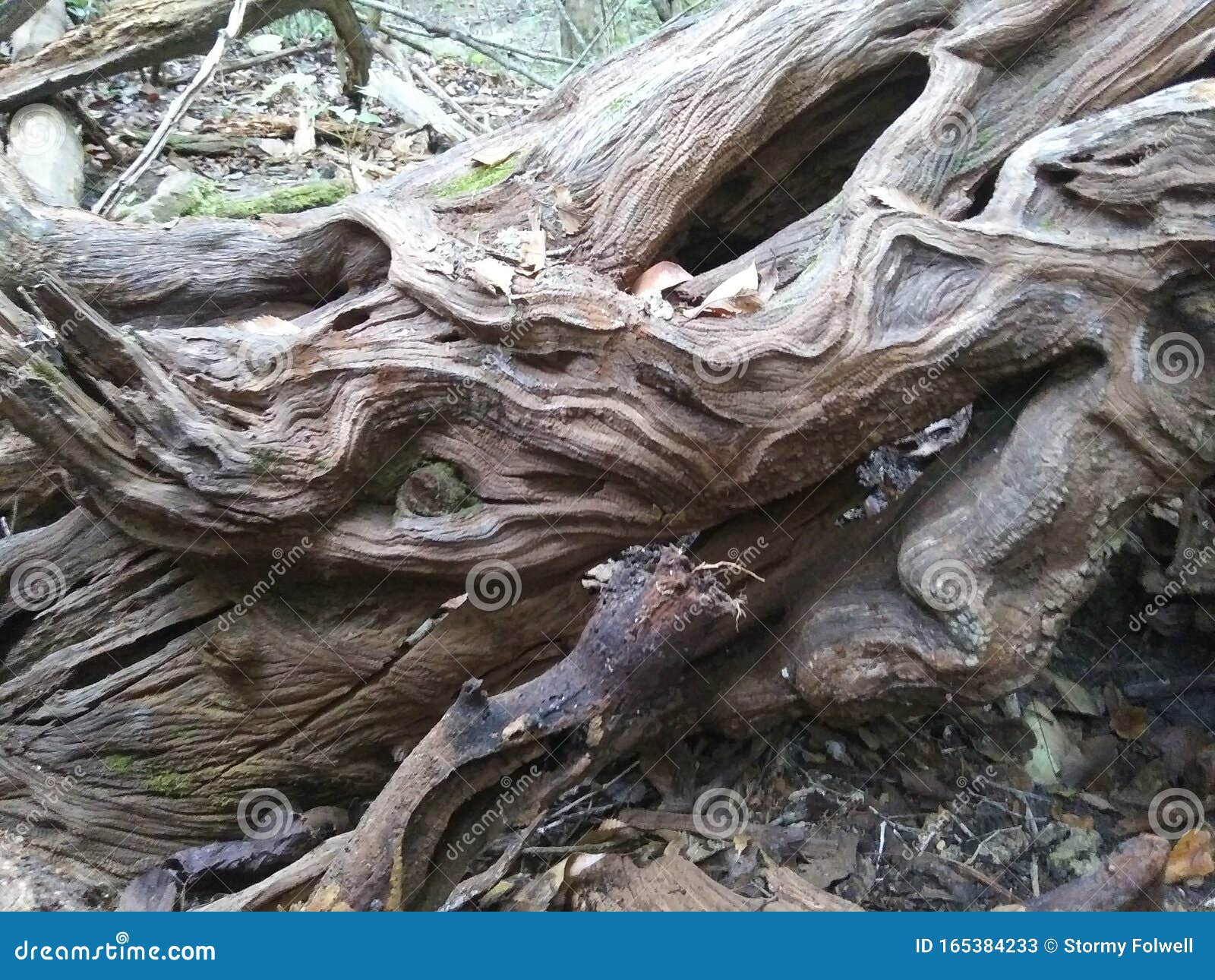 Tangled up roots stock image. Image of woods, root, tangled - 165384233