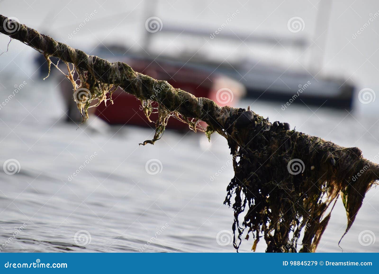 Tangled up stock image. Image of tangled, rope, seaweed - 98845279