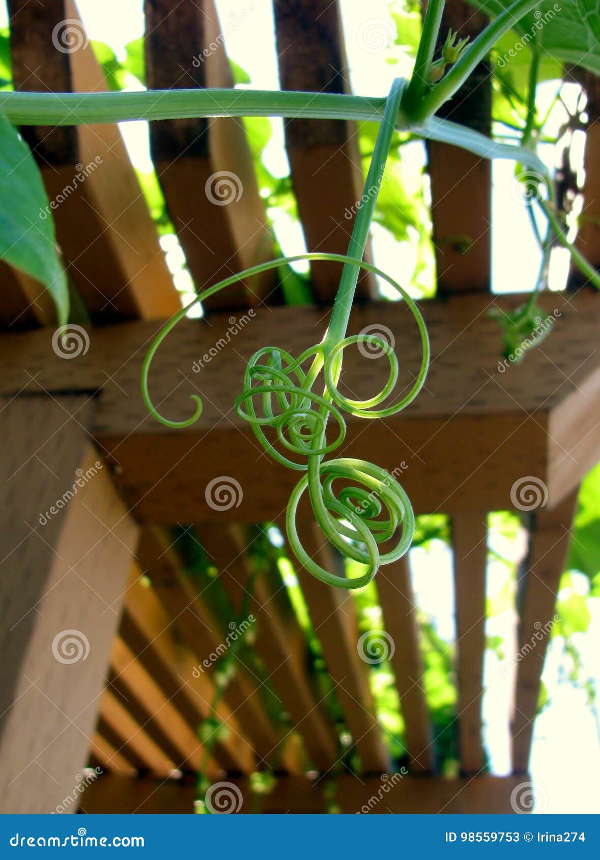 Tangled vine tendrils stock image. Image of attachment - 98559753