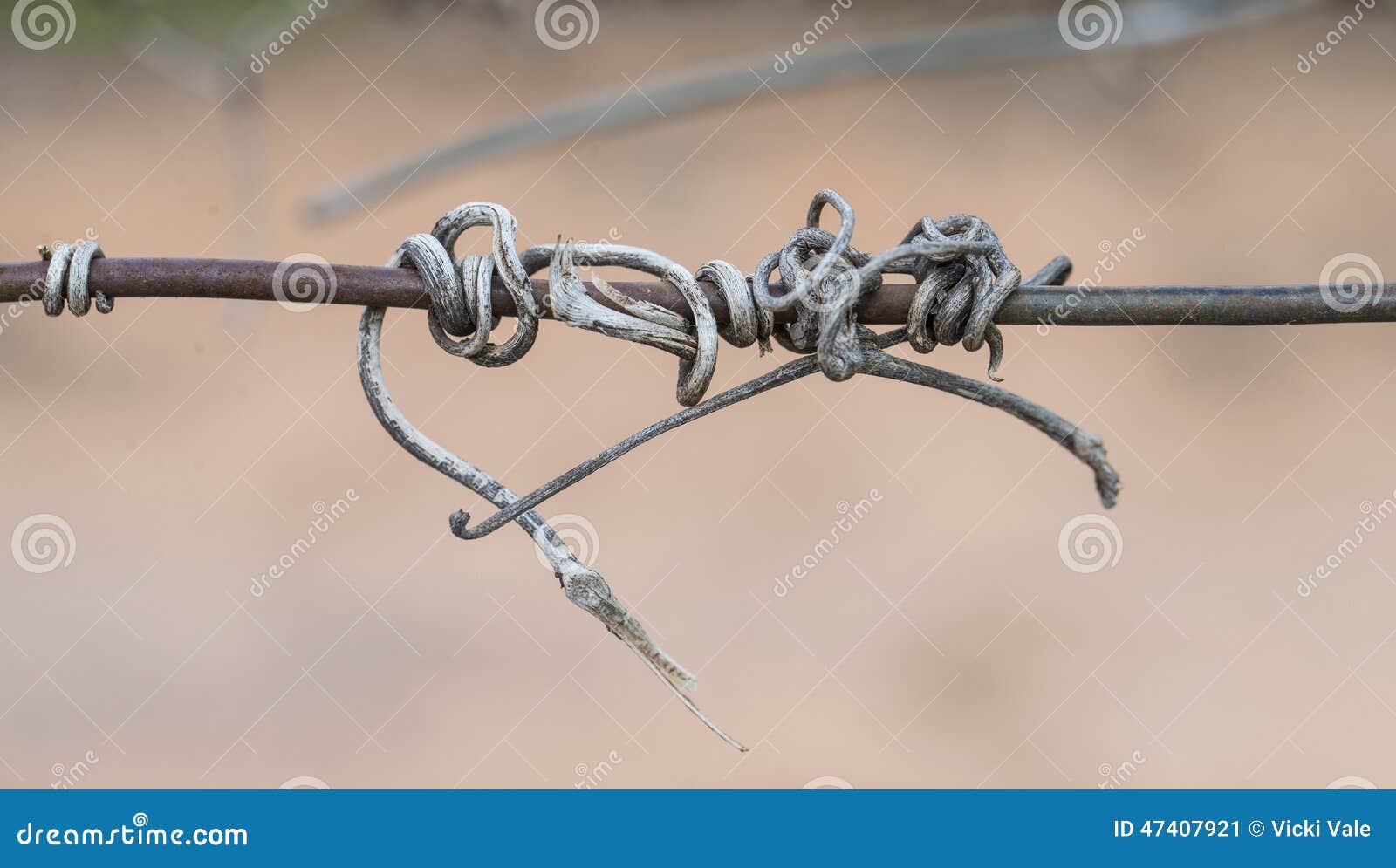 Tangled Vine Tendrils on Wire. Stock Image - Image of agriculture, wire ...