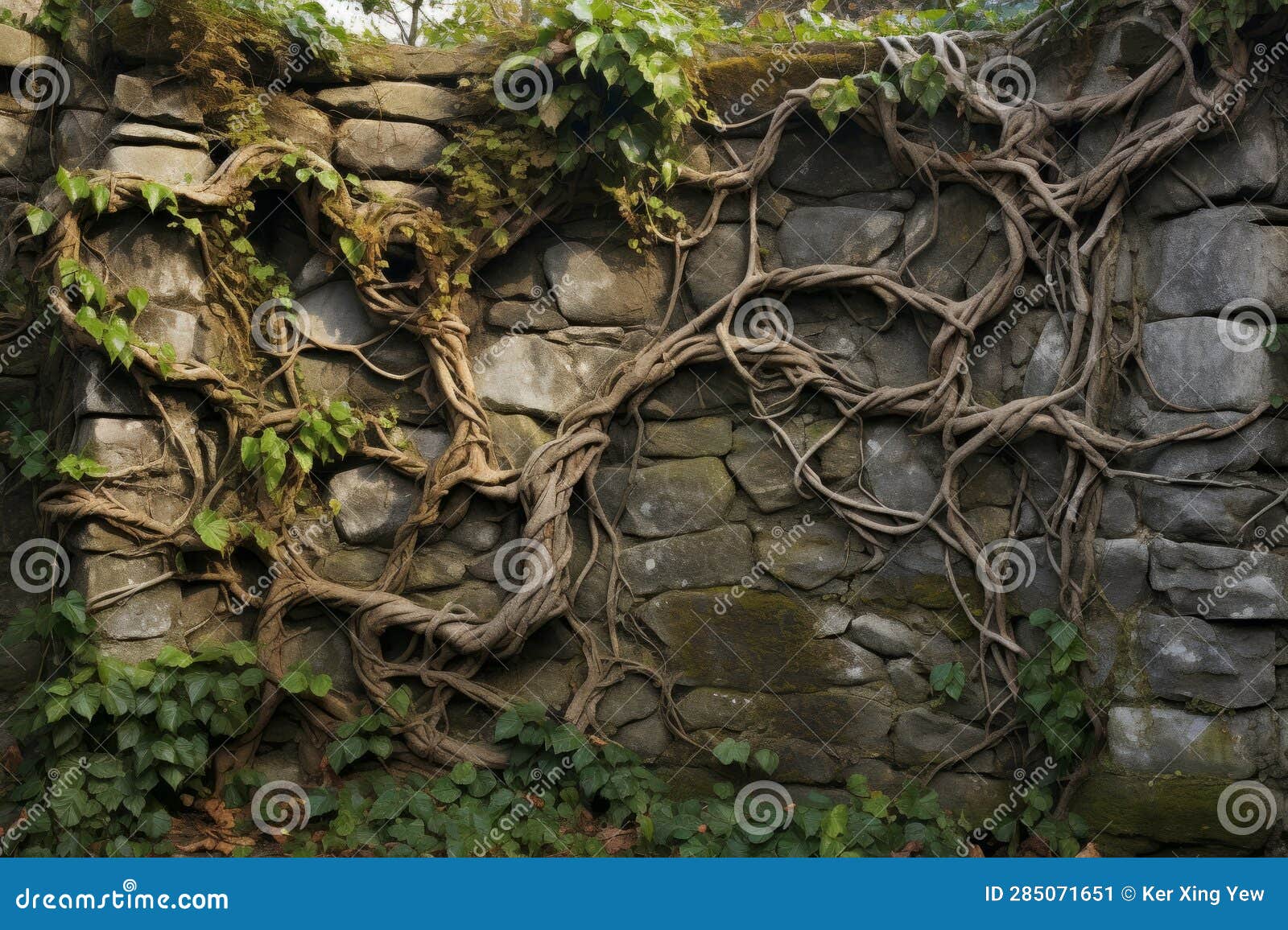 Tangled Vines Creeping Up a Crumbling Wall Stock Illustration ...