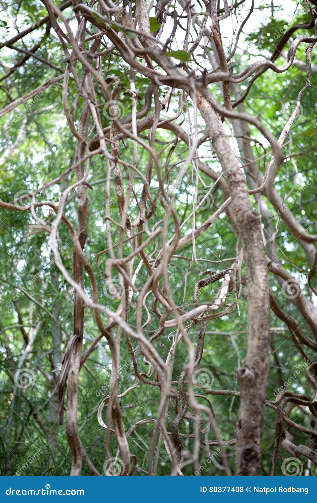 Tangled vines stock photo. Image of nature, foliage, adventure - 80877408