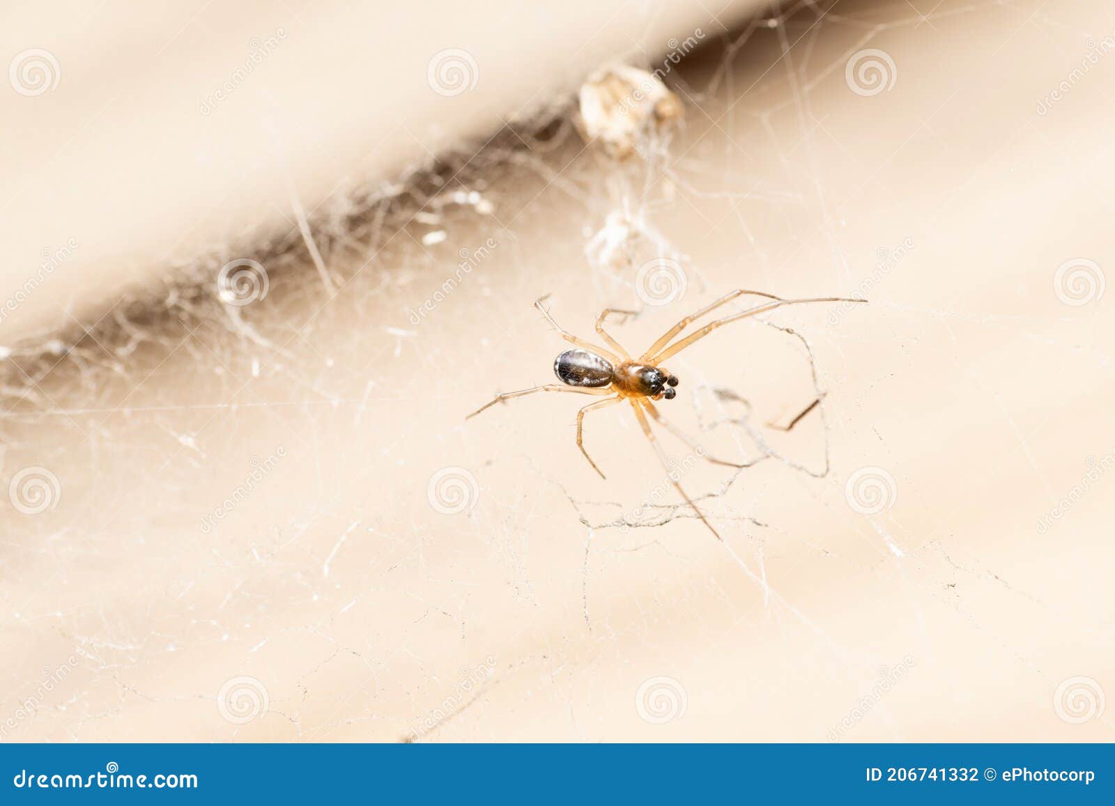 Tangled Web Spider, Linyphia Triangularis, Satara Stock Photo - Image ...