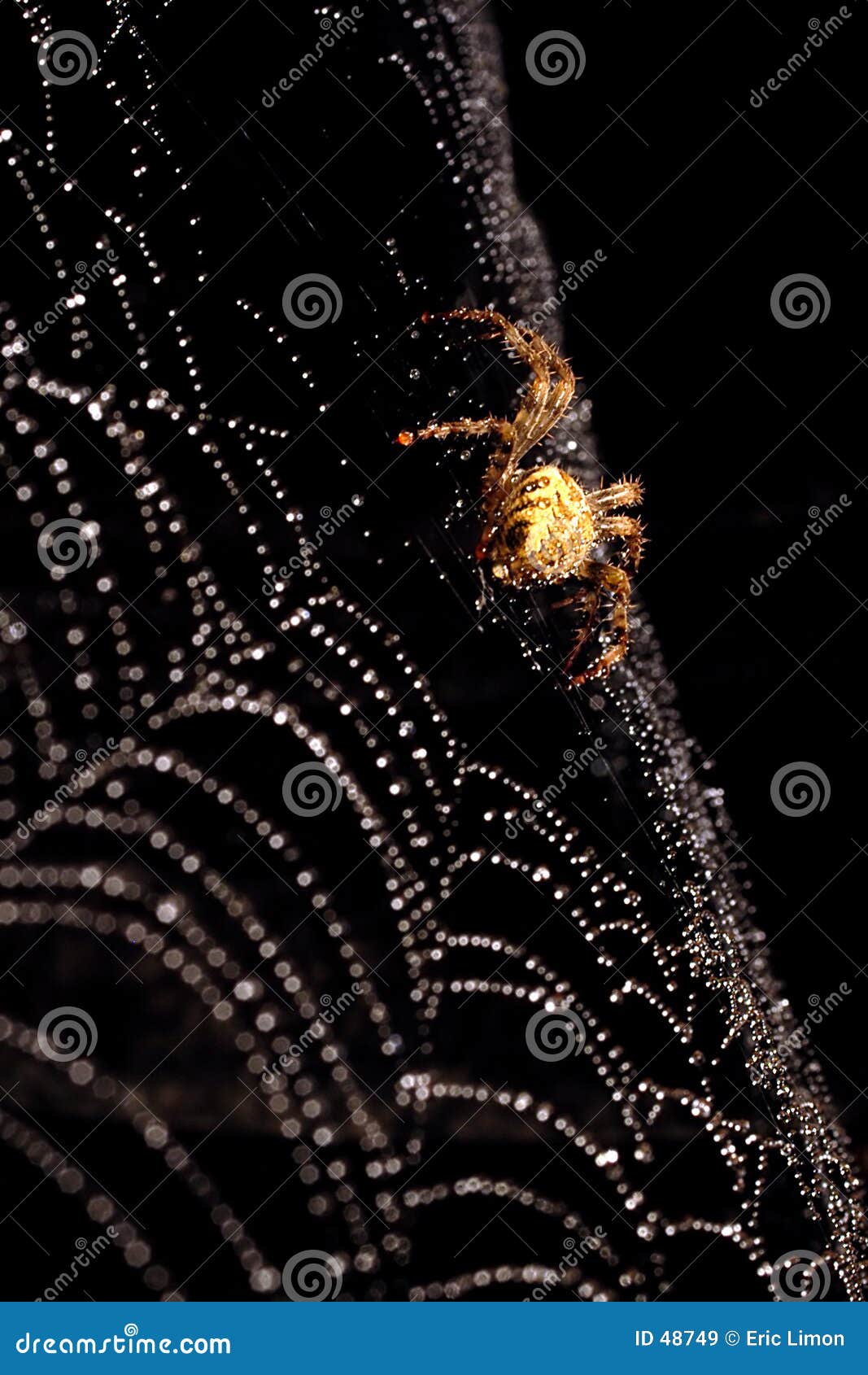 A tangled web we weave stock image. Image of fear, fright - 48749