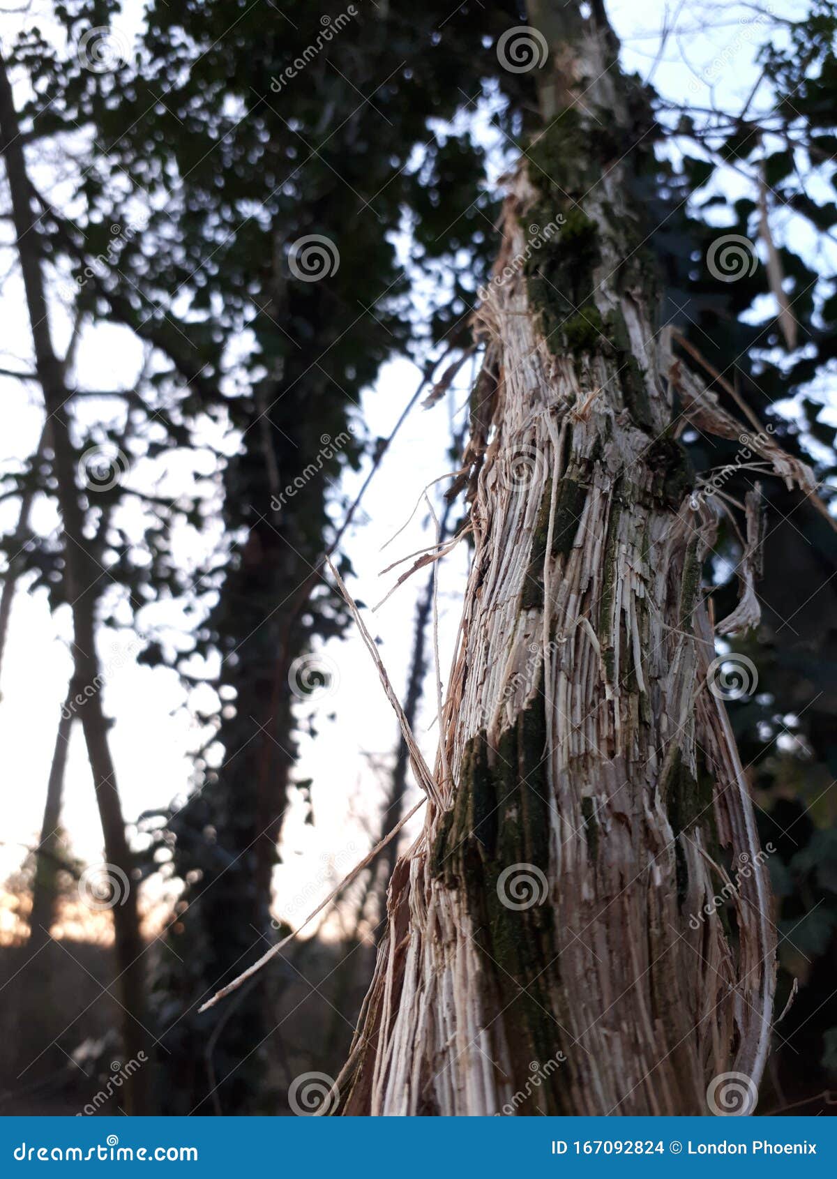 Tangled Wood of a tree stock photo. Image of brown, green - 167092824