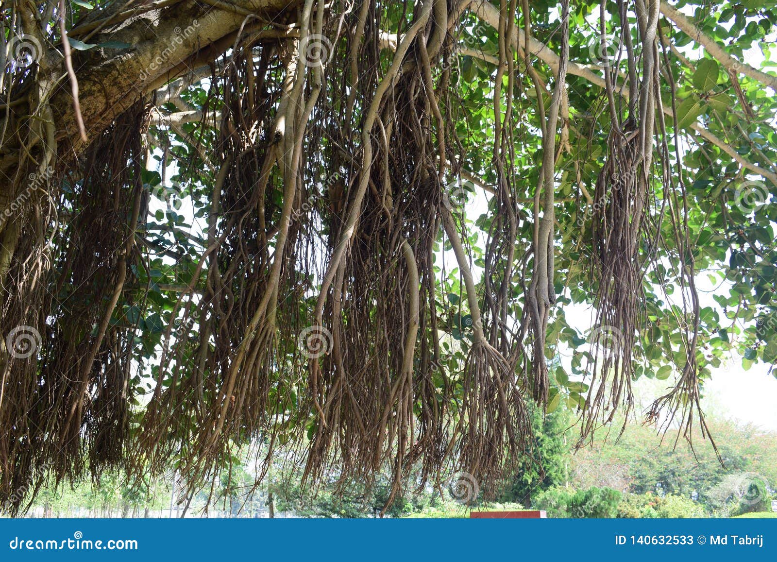 Tangles of banyan tree stock image. Image of trees, plant - 140632533