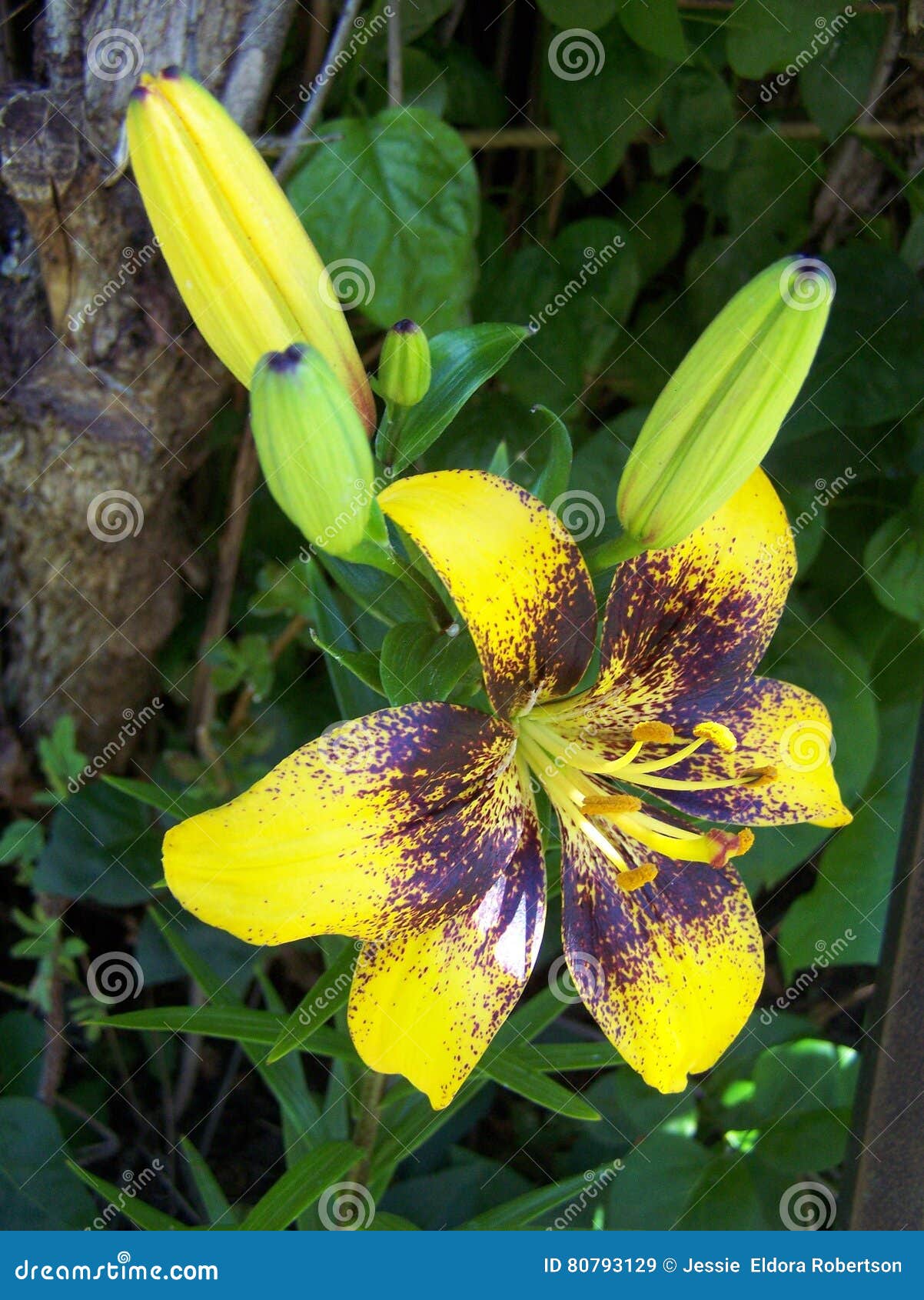 Tango Lily Close-up Vertical Stock Image - Image of beautiful, buds ...