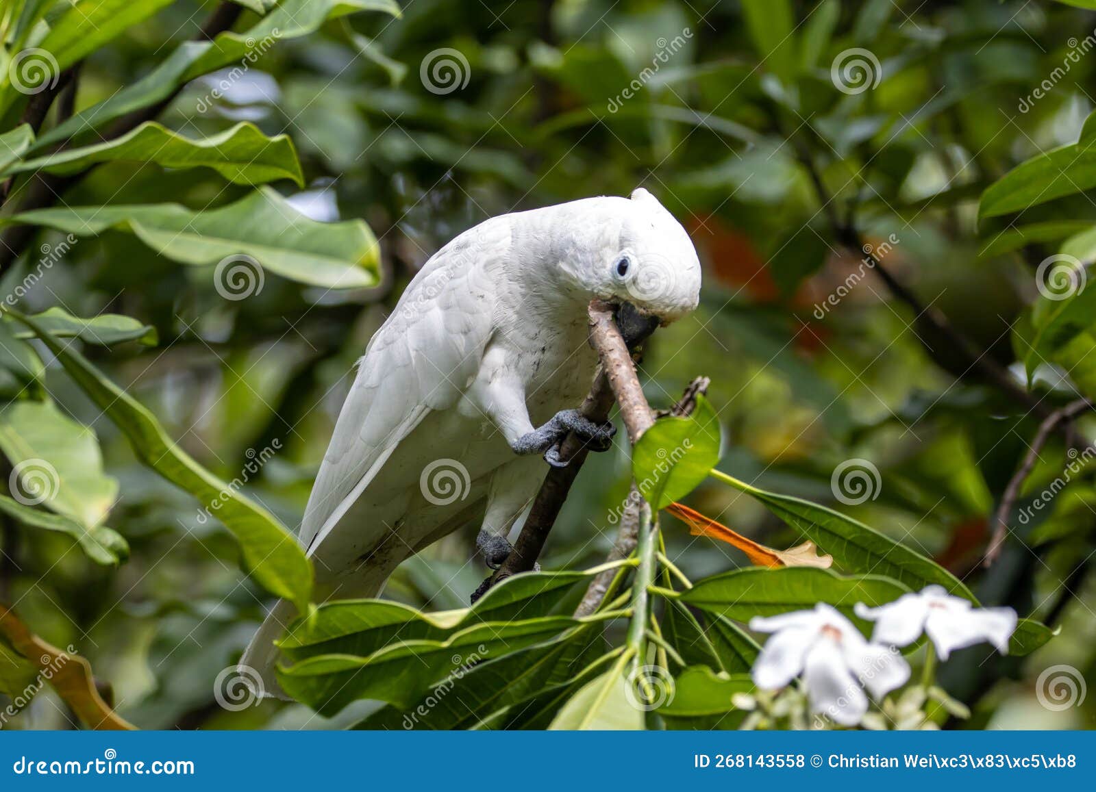 Tanimbar Corella, Cacatua Goffiniana Stock Photo - Image of pretty ...