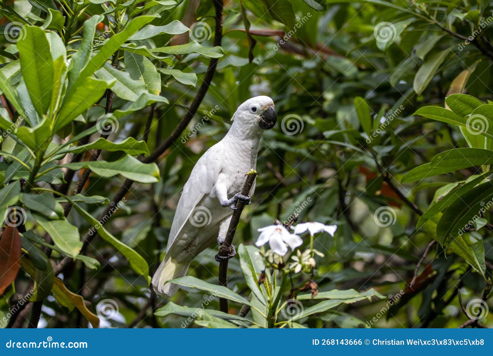 Tanimbar Corella, Cacatua Goffiniana Stock Photo - Image of bird ...