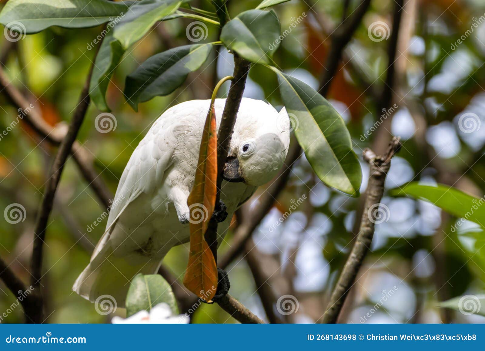 Tanimbar Corella, Cacatua Goffiniana Stock Photo - Image of colours ...