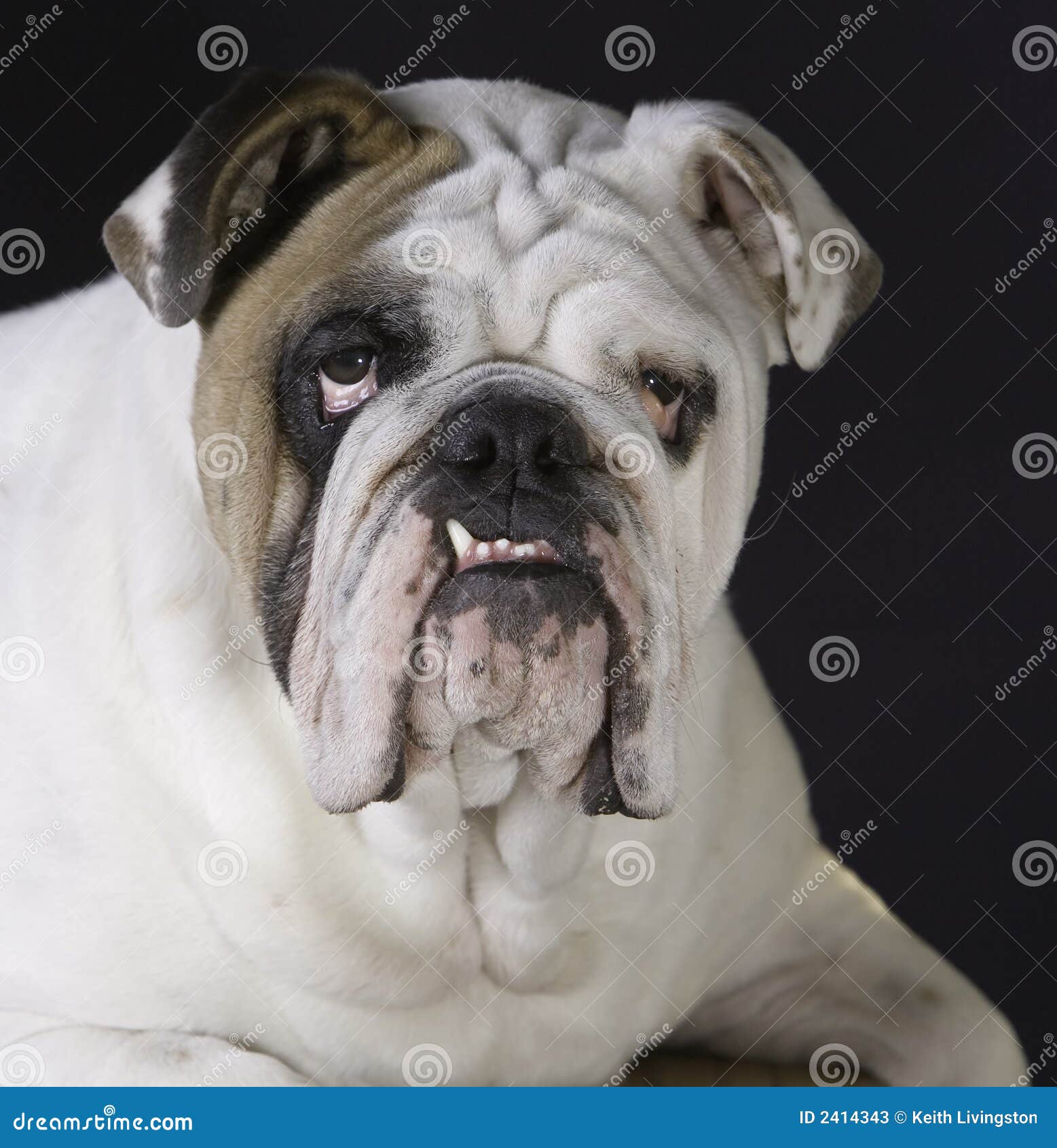 The Tank stock image. Image of bulldog, pose, family, canine - 2414343