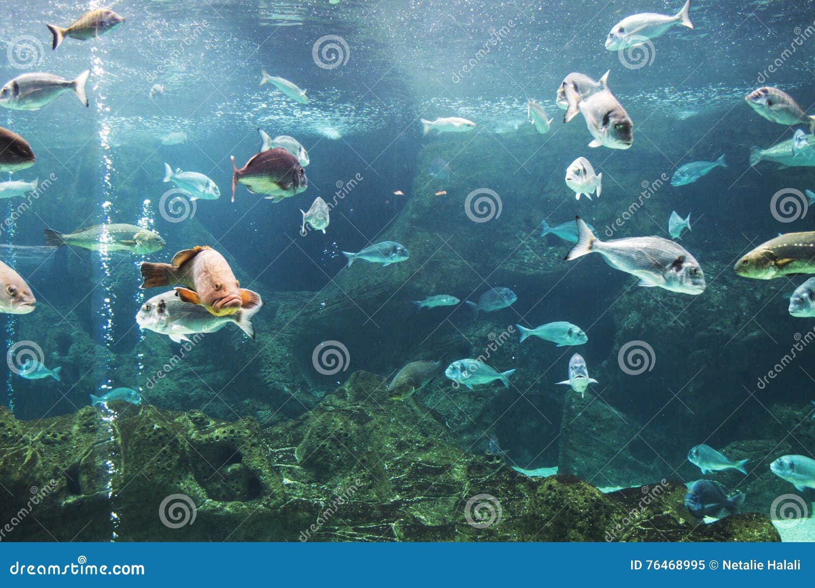 Tank of bright fish stock image. Image of ocean, aquarium - 76468995