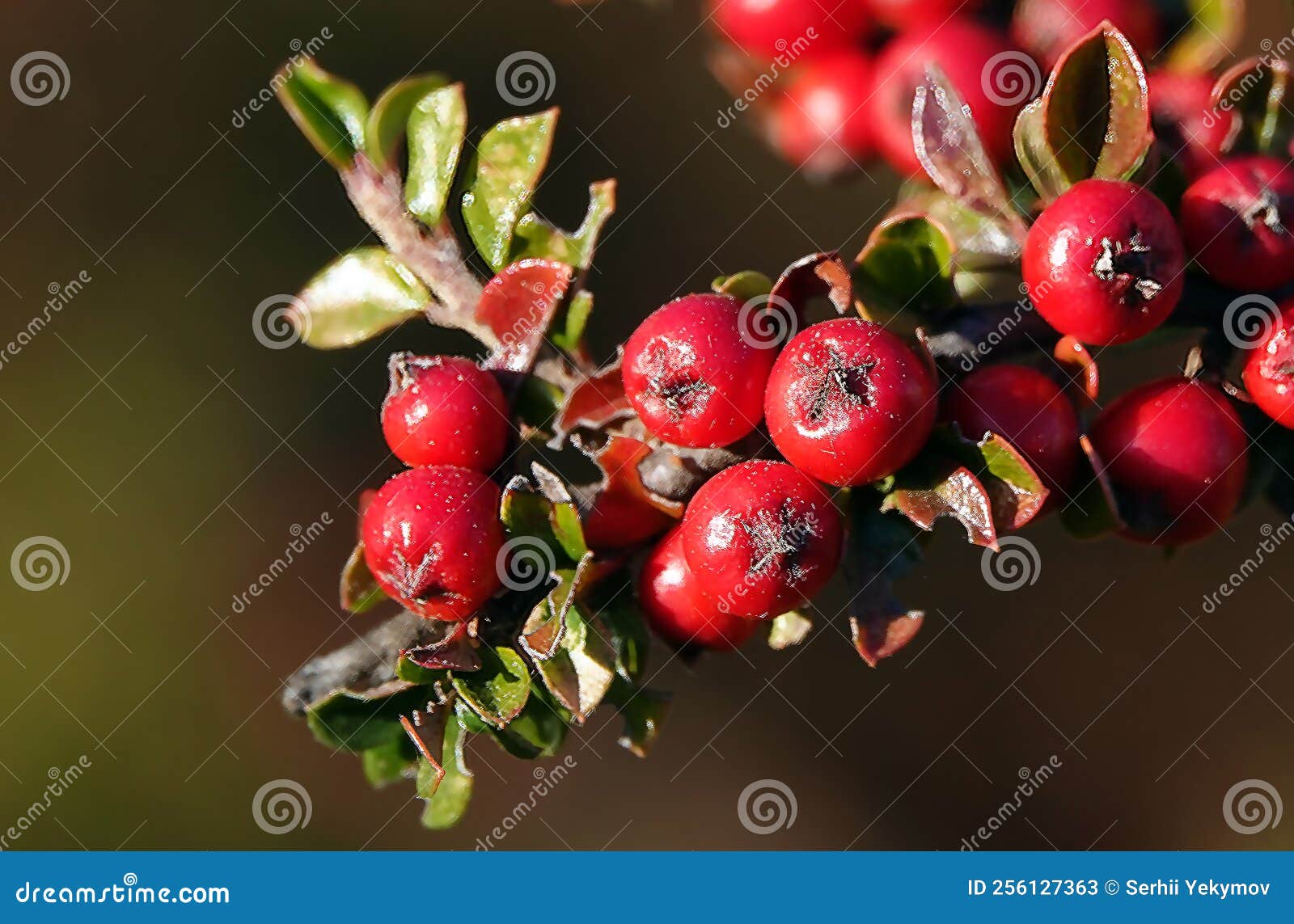 Tank Pressed Berry on a Branch Stock Image - Image of garden, nutrition ...
