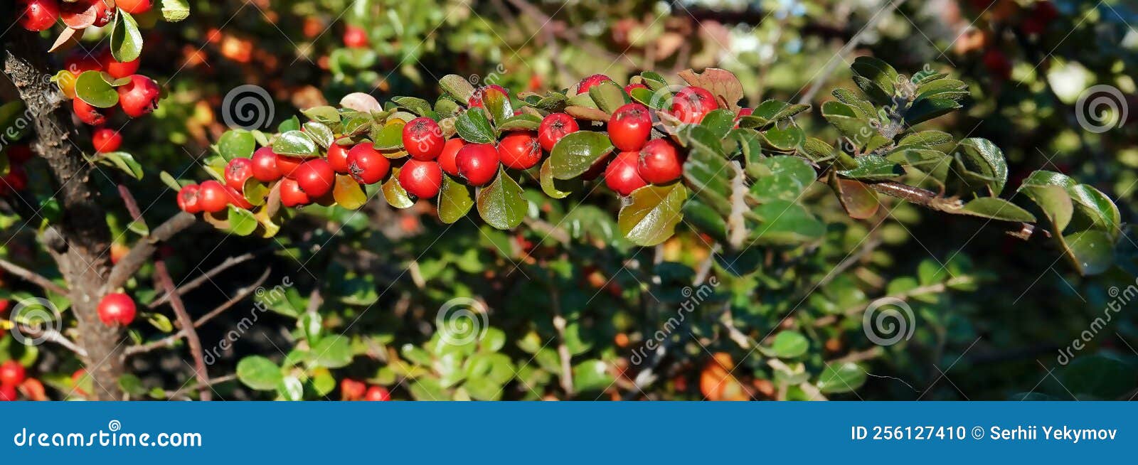 Tank Pressed Berry on a Branch Stock Photo - Image of plant, berries ...