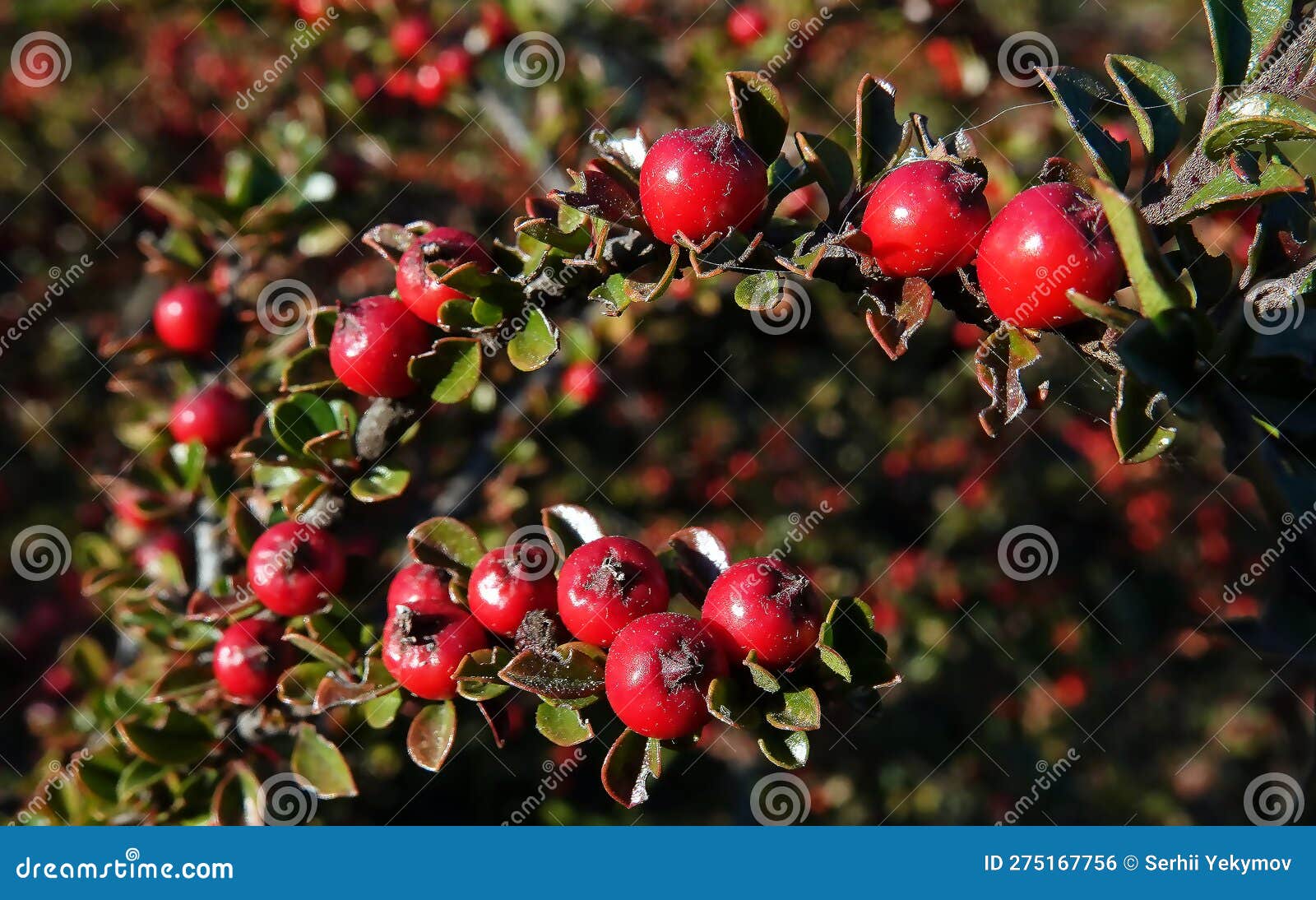 Tank Pressed Berry on a Branch Stock Photo - Image of nature, ukraine ...