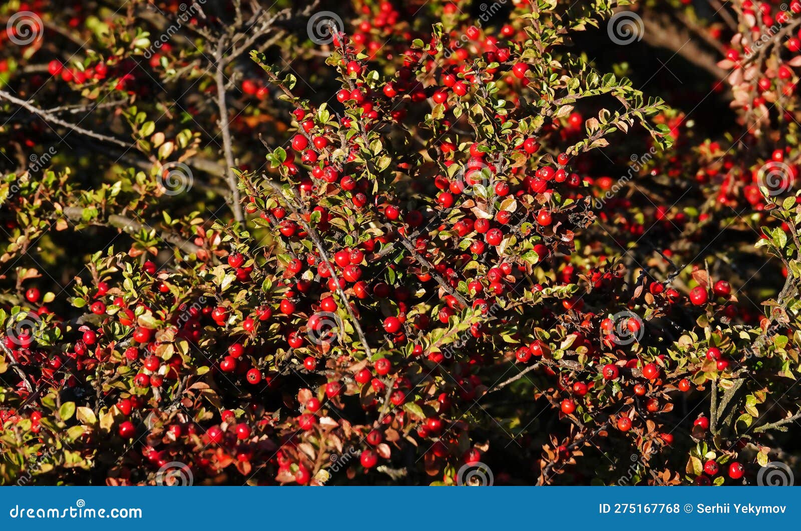 Tank Pressed Berry on a Branch Stock Photo - Image of berries, juicy ...