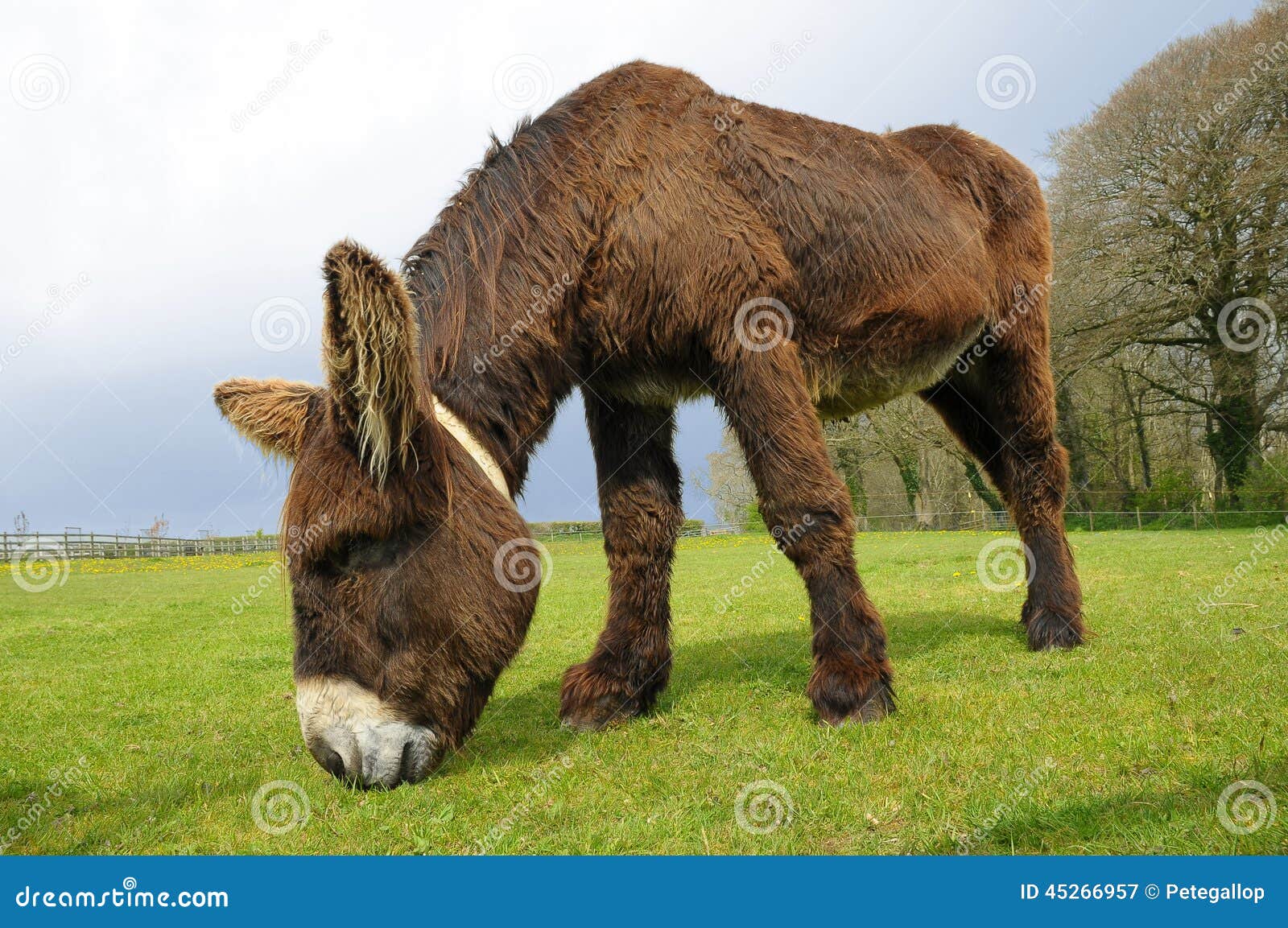 Donkey Grazing in a field stock image. Image of donkey - 45266957