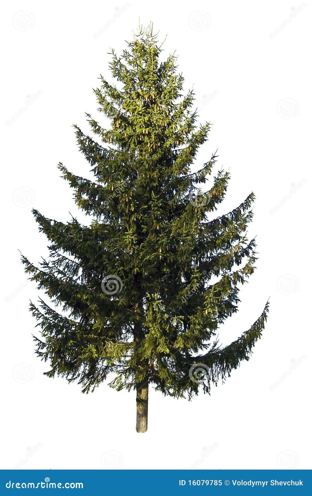 Tanne stockbild. Bild von bild, feier, betrieb, einzeln - 16079785