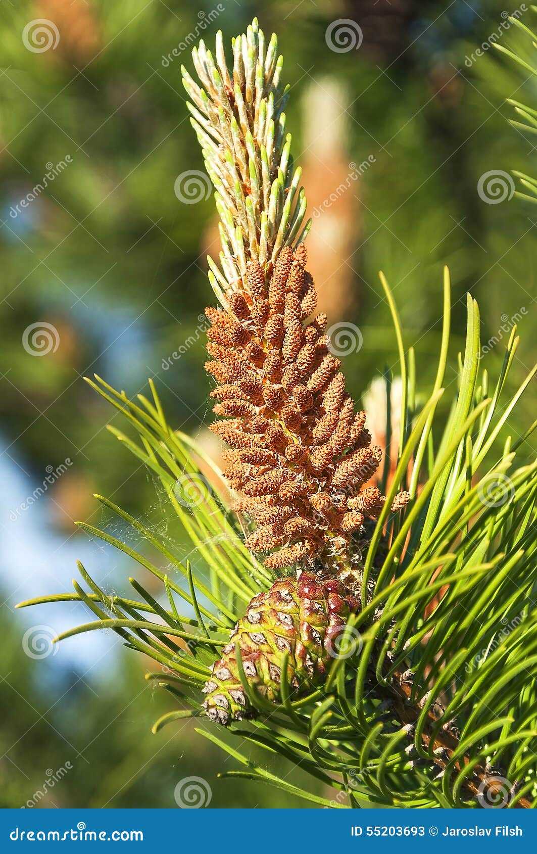 Tanne stockbild. Bild von leben, zweig, dekoration, weihnachten - 55203693