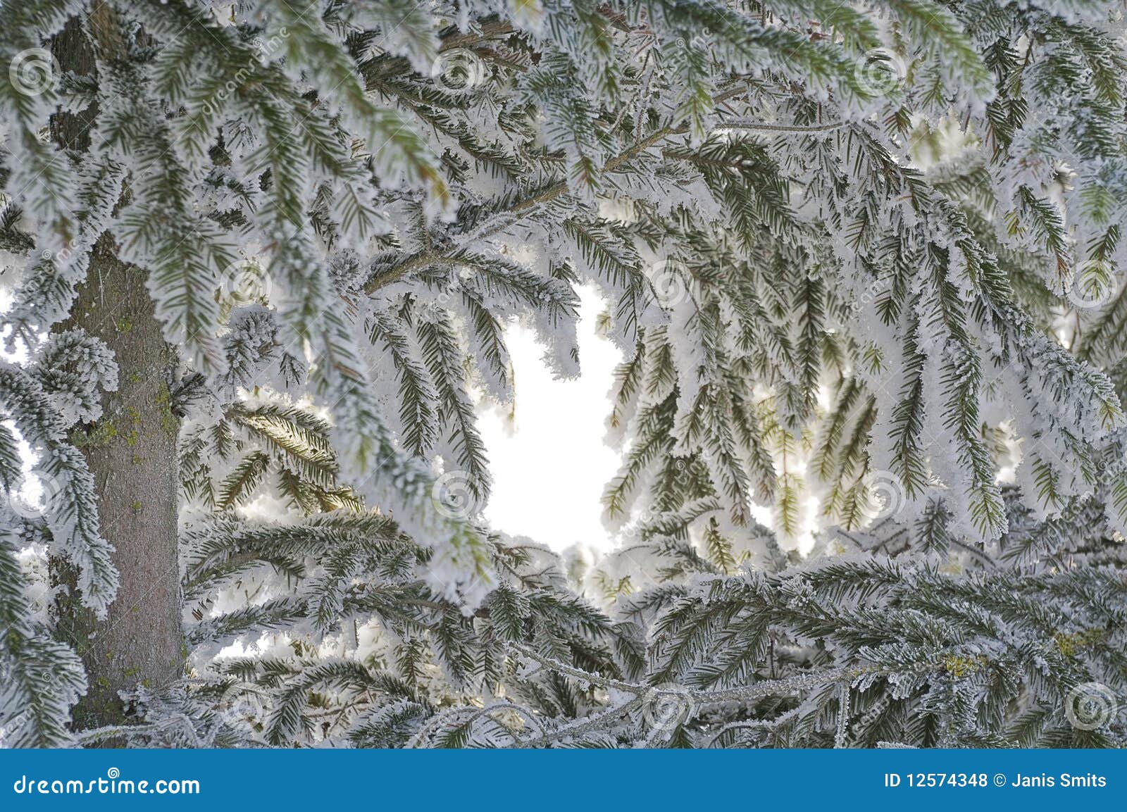 Tanne im Schnee. stockfoto. Bild von zweig, winter, wald - 12574348