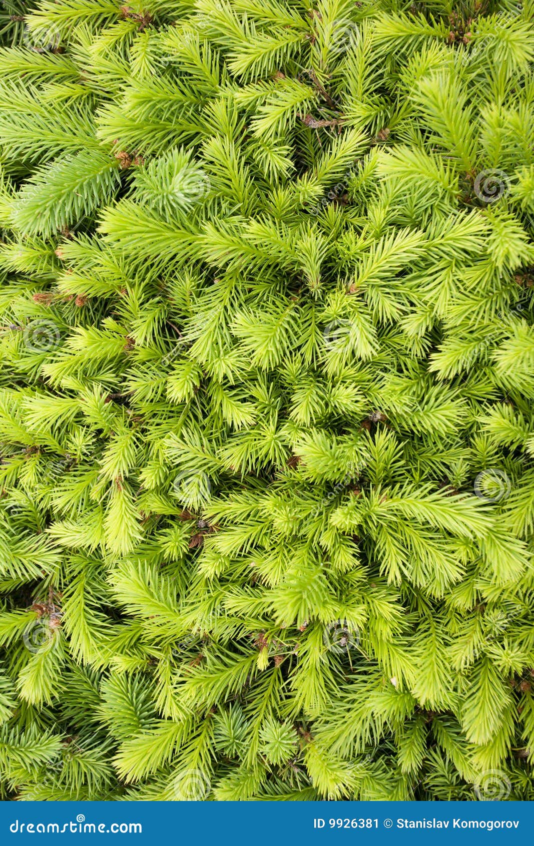 Tanne Nadeln Hintergrund Archivbilder - Abgabe des Download-2,273 geben ...