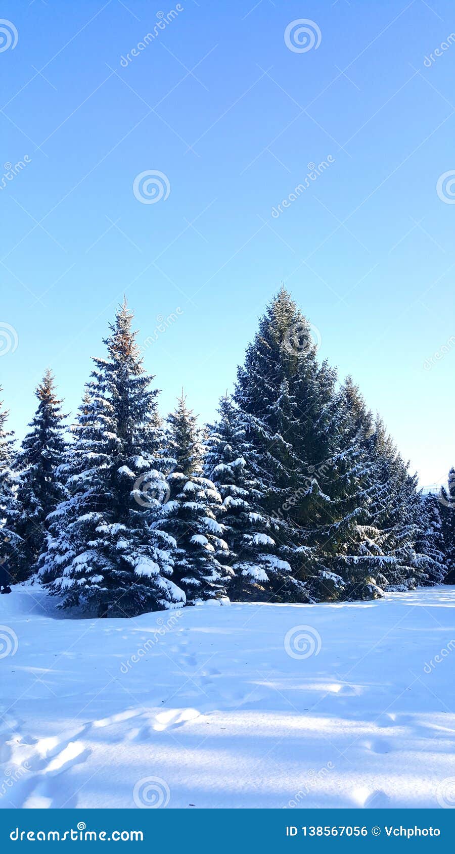Tanne-Wald im Winter stockfoto. Bild von schnee, blau - 138567056