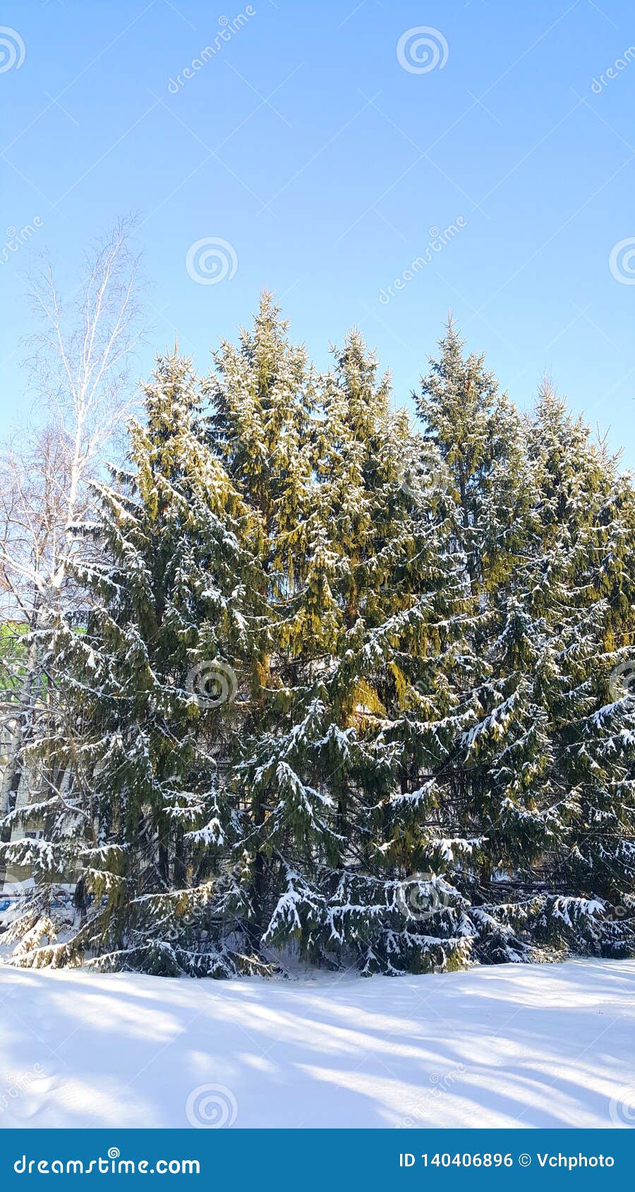 Tanne-Wald im Winter stockfoto. Bild von blau, kalt - 140406896