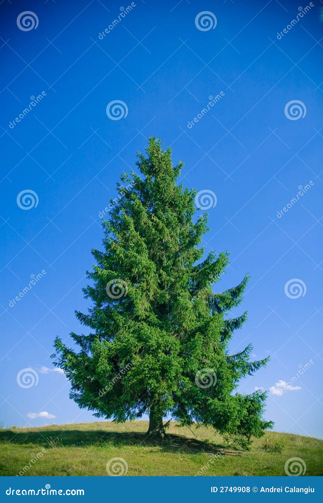 Tannenbaum stockfoto. Bild von alleine, himmel, gras, baum - 2749908