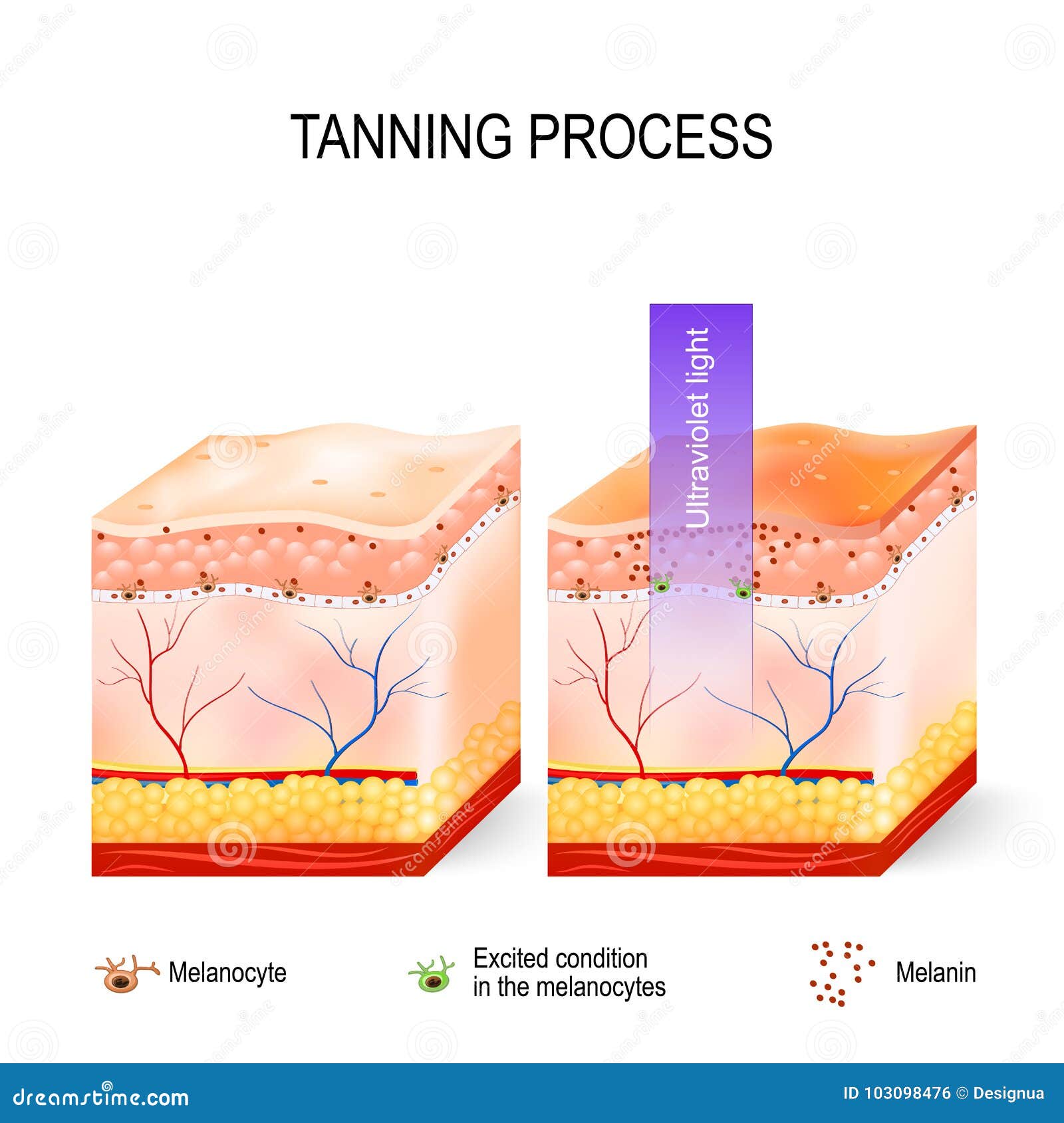 Melanocyte - Melanin Producing Cells. Melanocyte Structure. Cartoon ... Melanocyte - Melanin Producing Cells. Melanocyte Structure. Cartoon ...