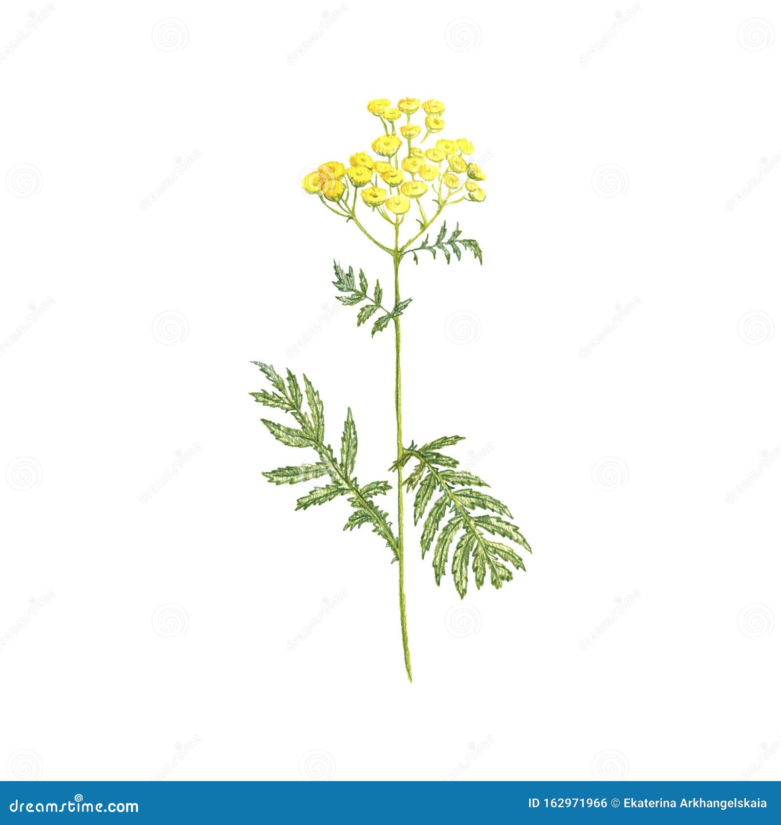 Tansy Flower, Drawing by Colored Pencils Stock Illustration ...